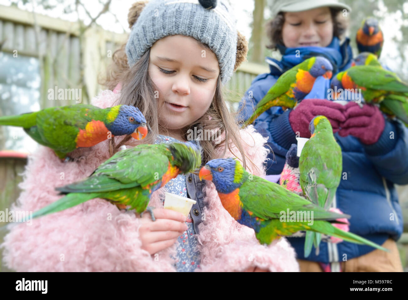 Parakeets playing hi-res stock photography and images - Alamy