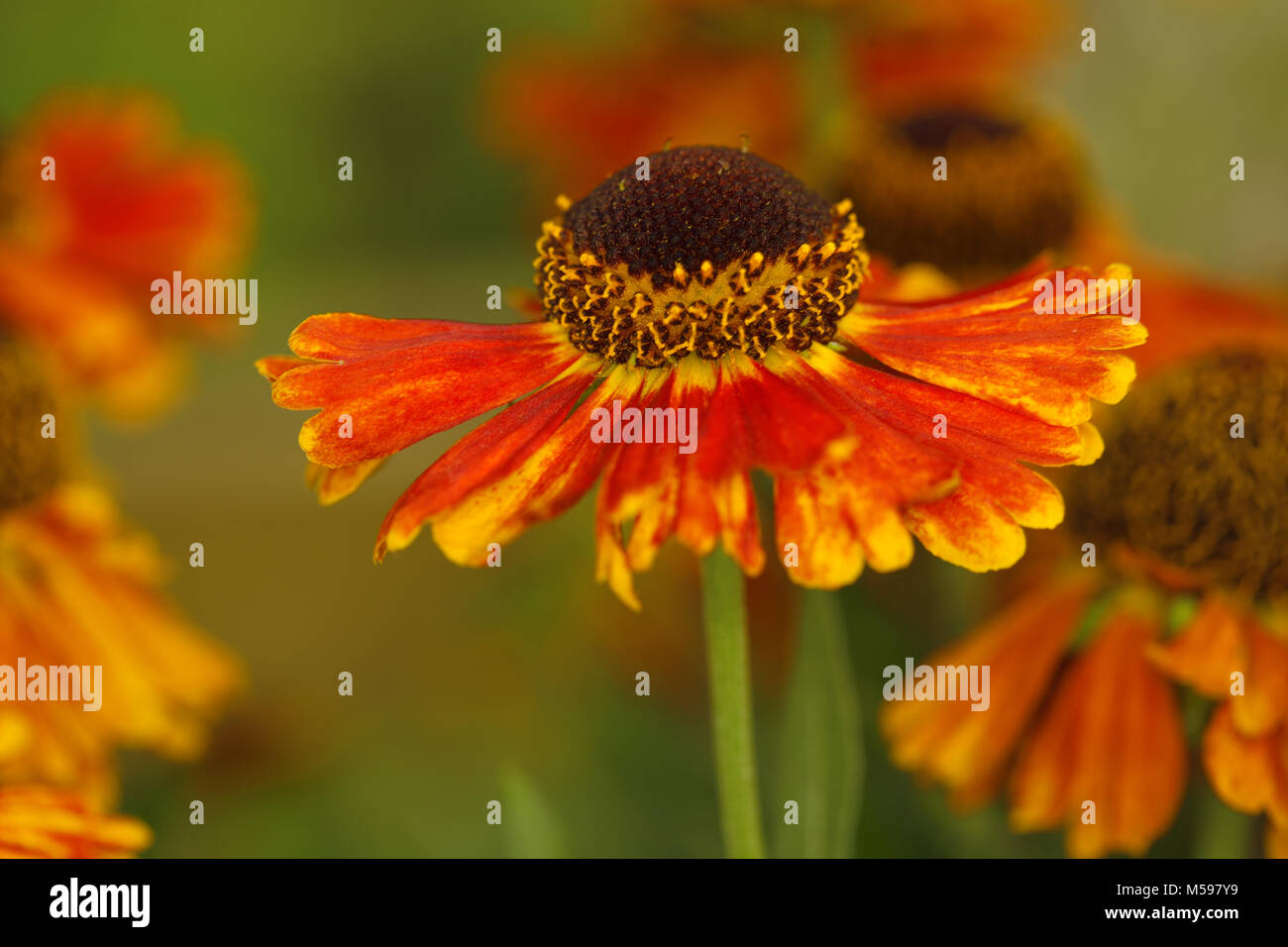 Helenium 'Mardi Gras' Stock Photo - Alamy