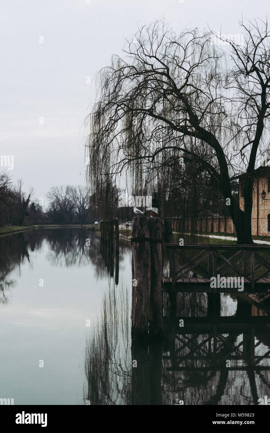 Tree near the river in Dolo Italy Stock Photo - Alamy