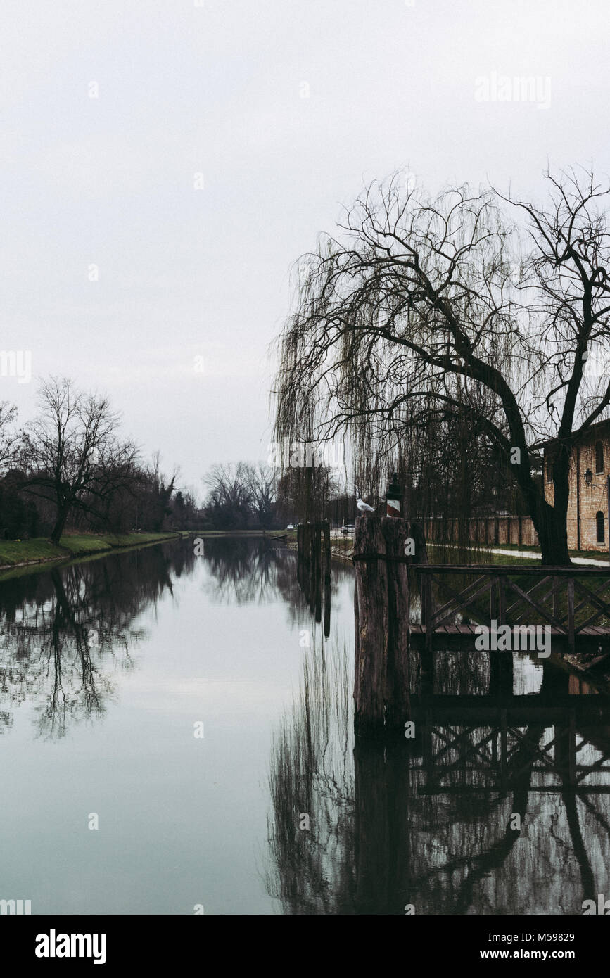 Tree near the river in Dolo Italy Stock Photo - Alamy