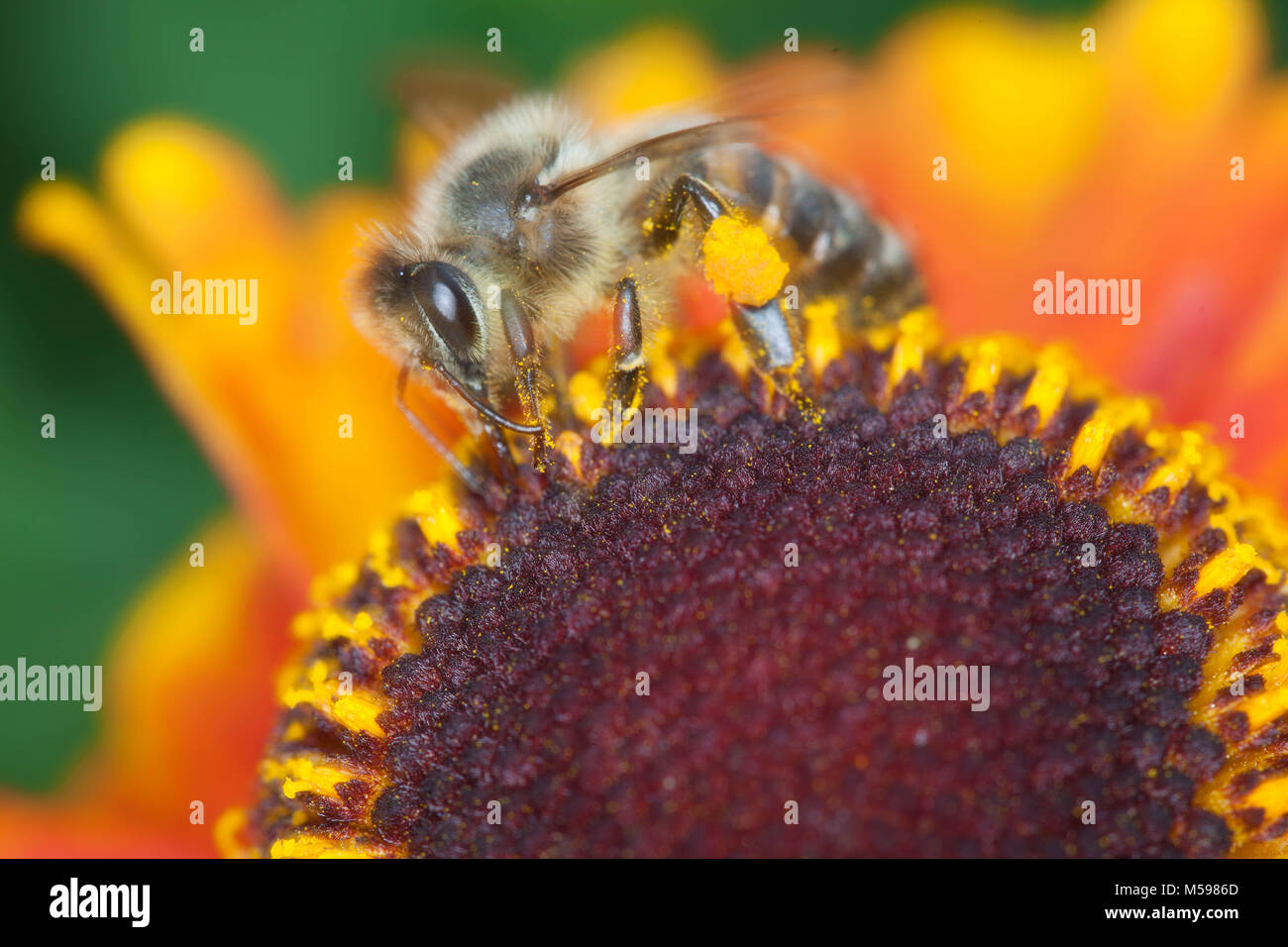 Bumblebee bee helenium flower hi-res stock photography and images - Alamy