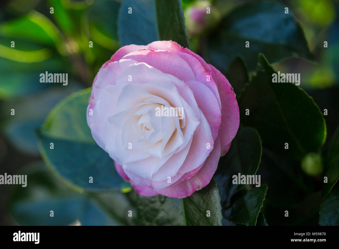 Camellia Japonica Desire in flower Stock Photo - Alamy
