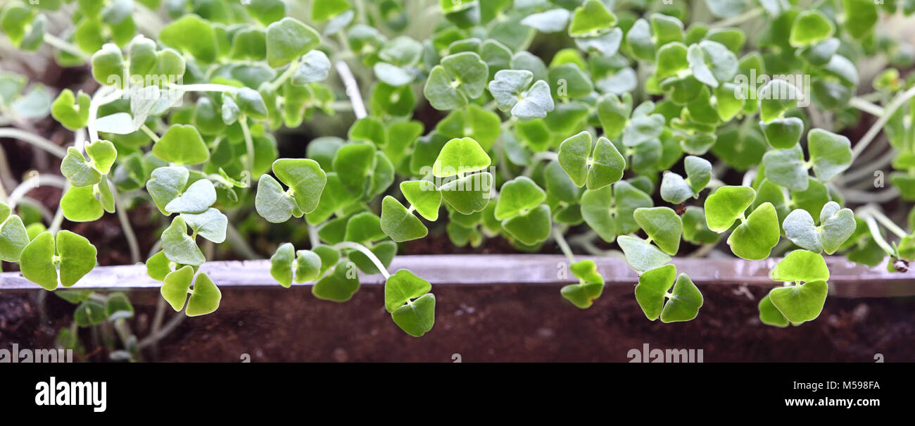 Chia Sprouts banner Stock Photo - Alamy