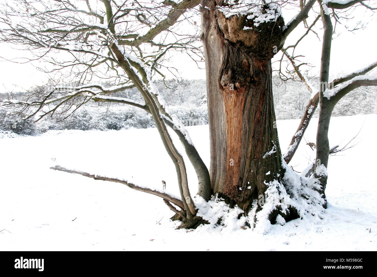 Oak tree in snow Stock Photo - Alamy