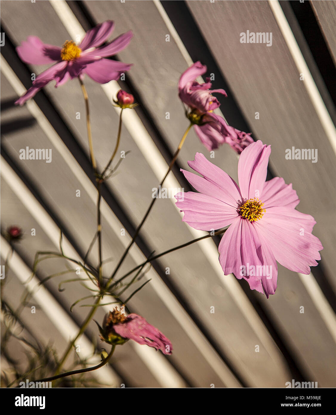 Pink Cosmos bipinnatus flowers in bloom aka Mexican aster flowering ...