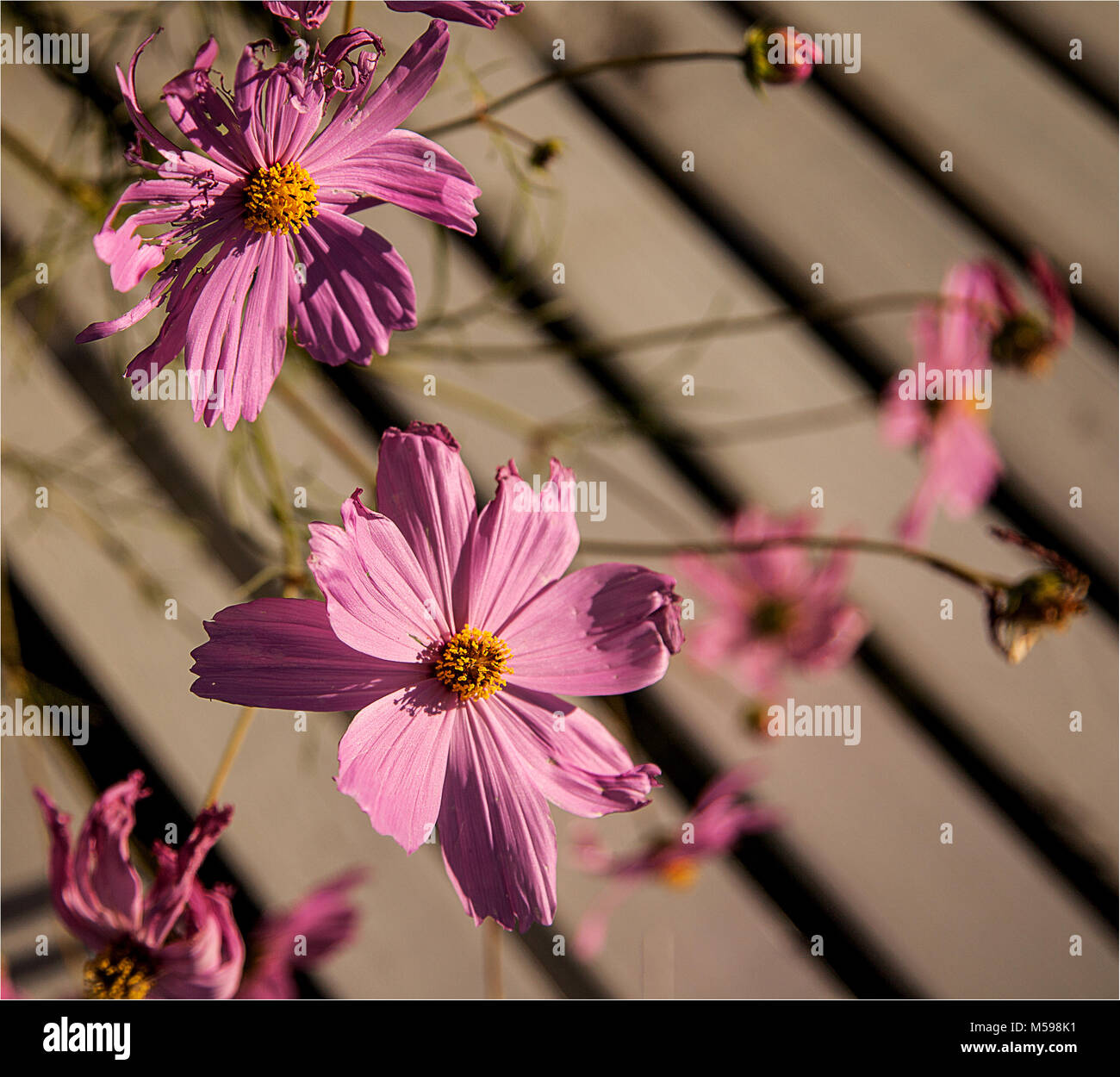 Temperate climate hi-res stock photography and images - Alamy