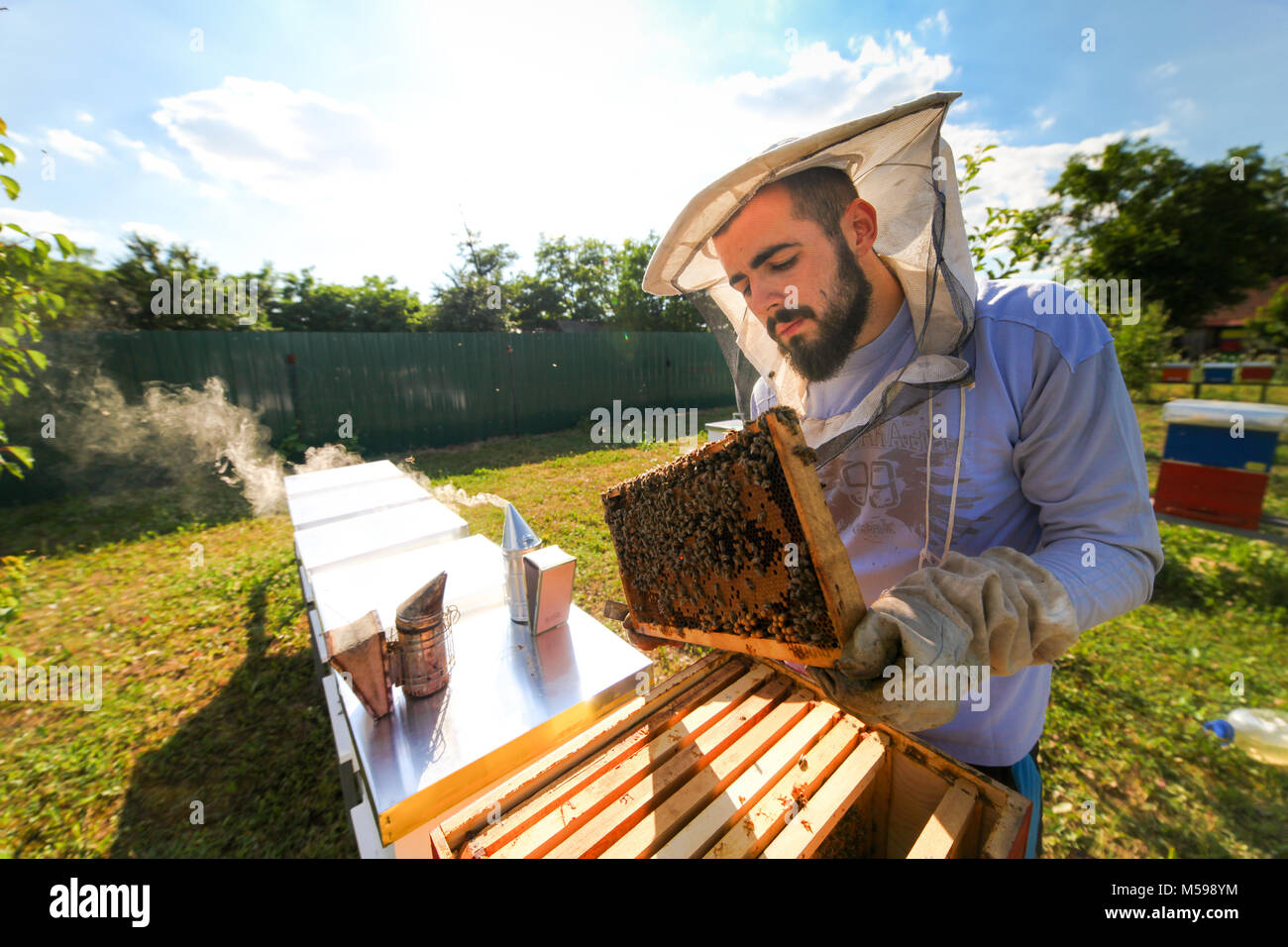 Young beekeeper works with bees and checking wooden frame just before ...