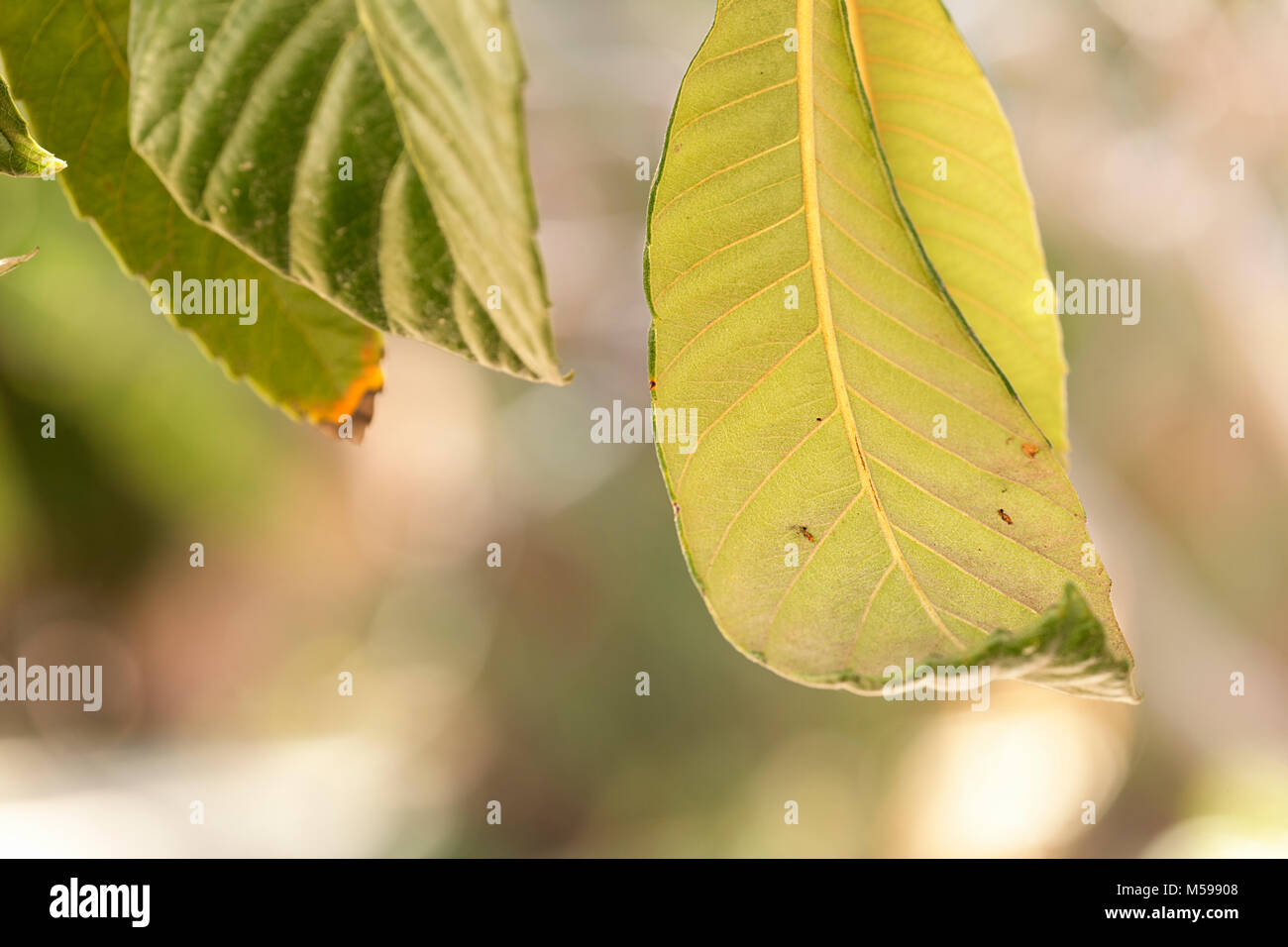 Medlar leaves in winter during a cloudy day. Horizontal shot with ...