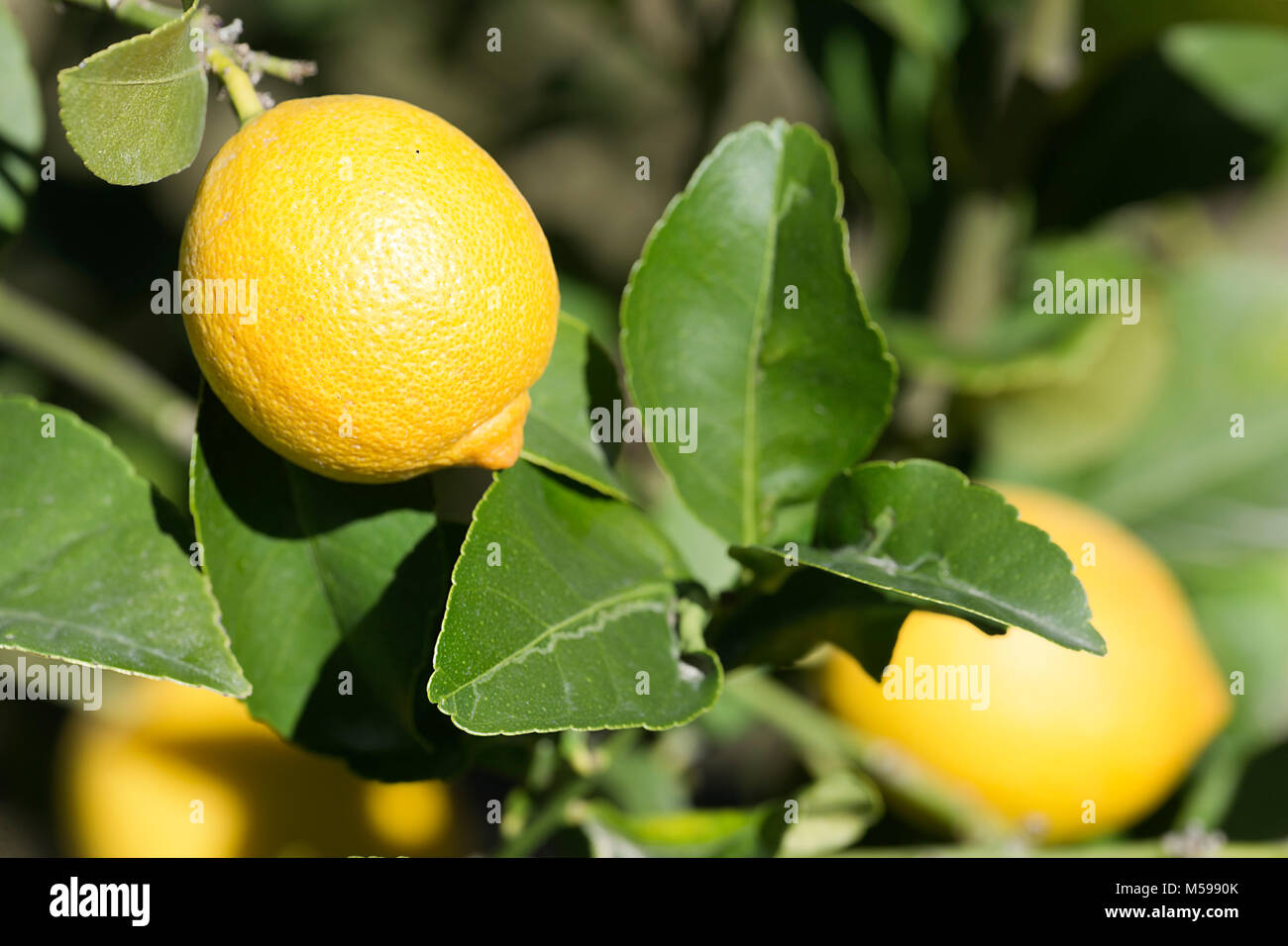 Small lemons on the tree with their leaves. Horizontal shot with ...