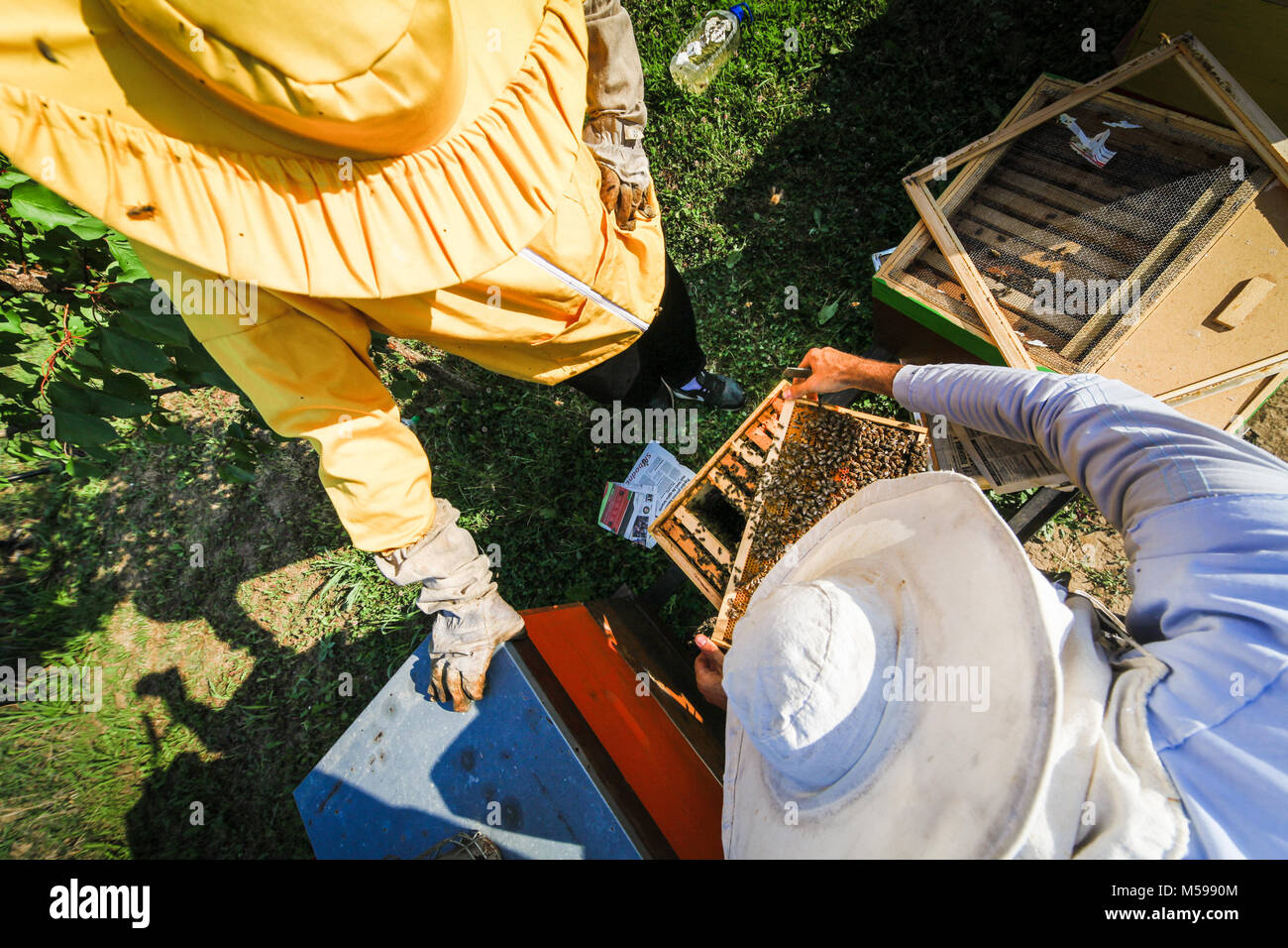 Young beekeepers works with bees and checking wooden frame just before ...