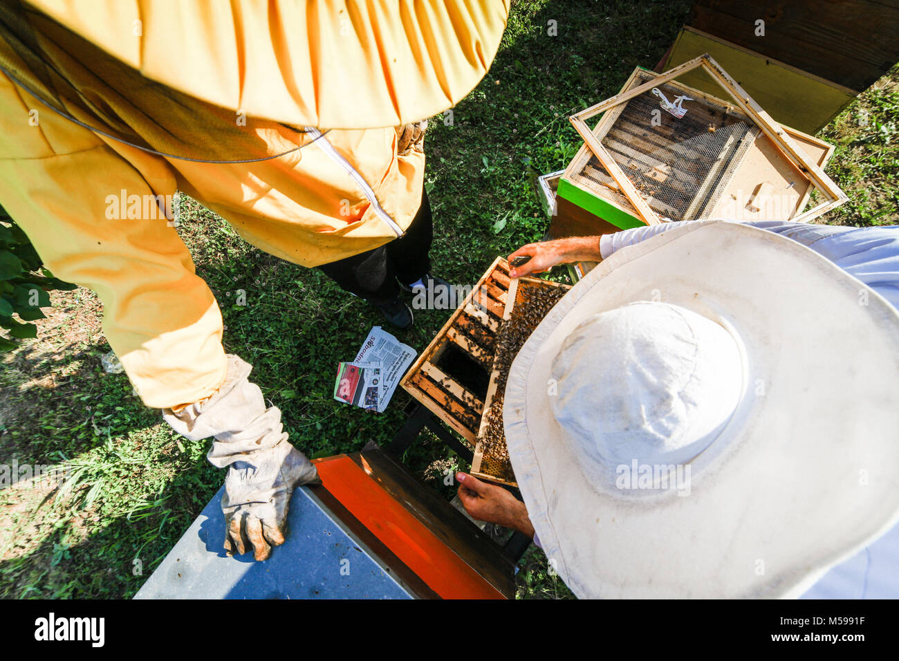 Young beekeepers works with bees and checking wooden frame just before ...