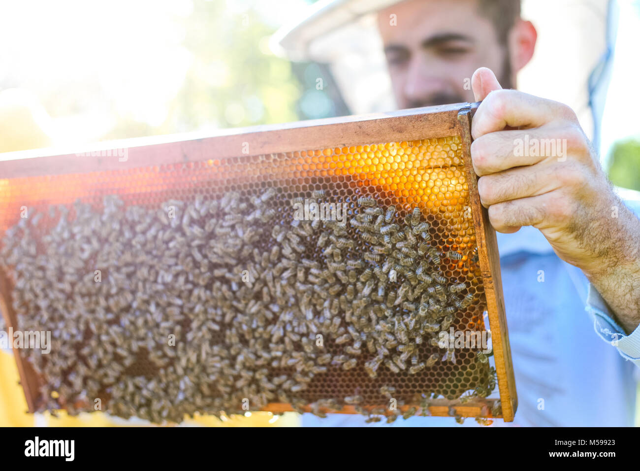Young beekeeper works with bees and checking wooden frame just before ...