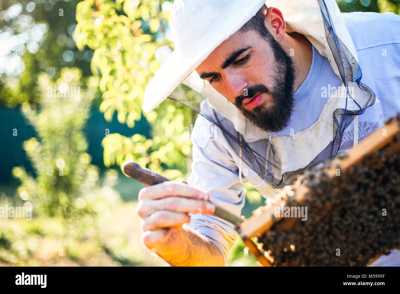 Young beekeeper works with bees and checking wooden frame just before ...