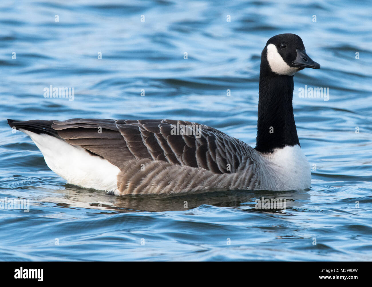 Canada goose wildlife hi-res stock photography and images - Alamy