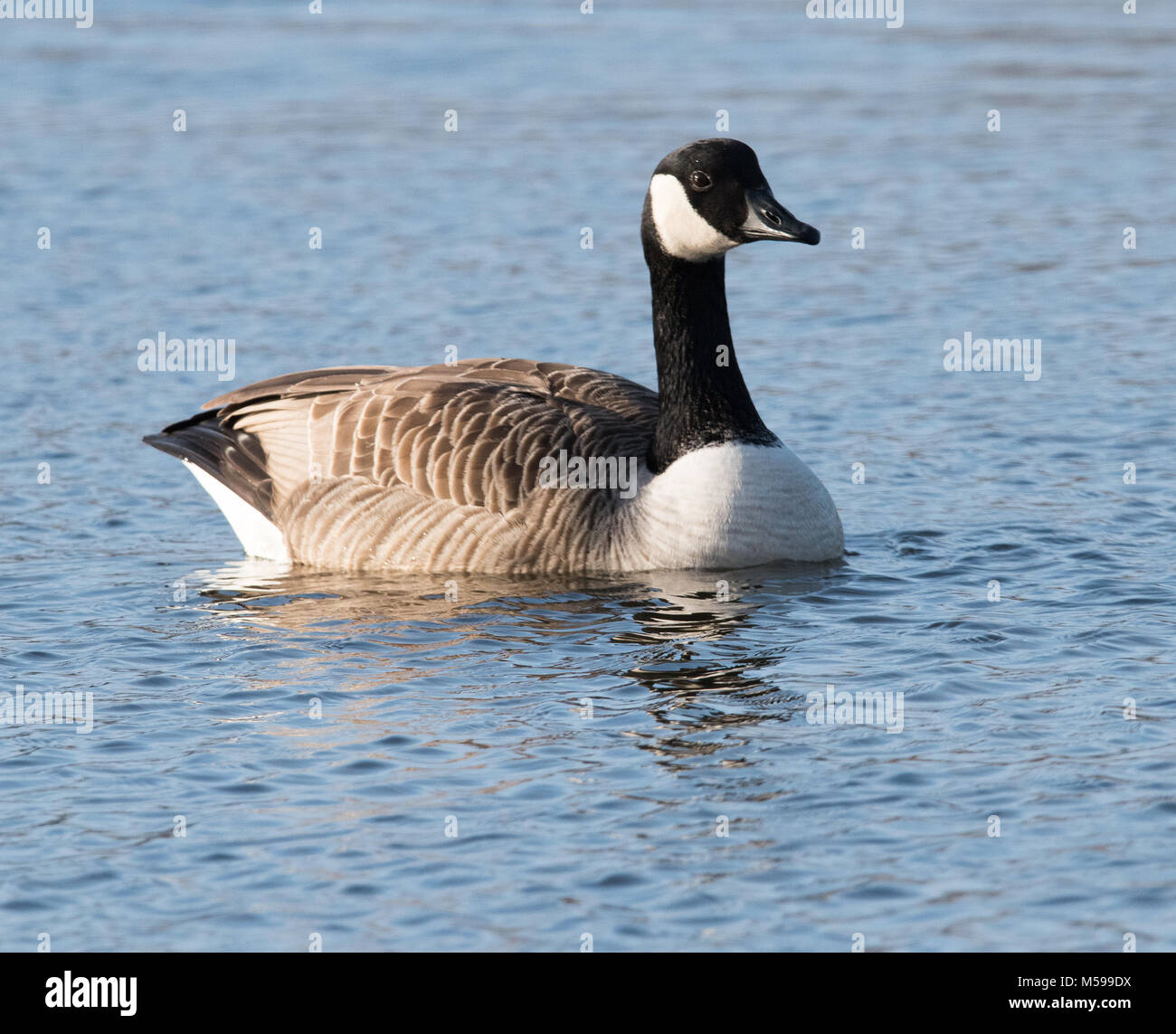 Welsh goose hi-res stock photography and images - Alamy