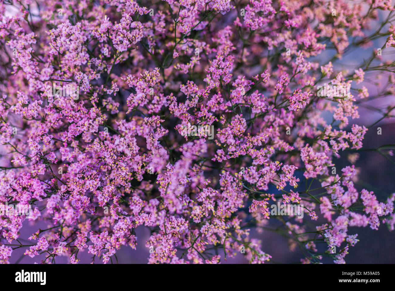 Branches of small pink flowers close cup Stock Photo - Alamy