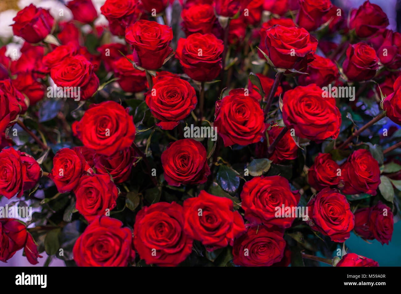Red rose many buds hi-res stock photography and images - Alamy
