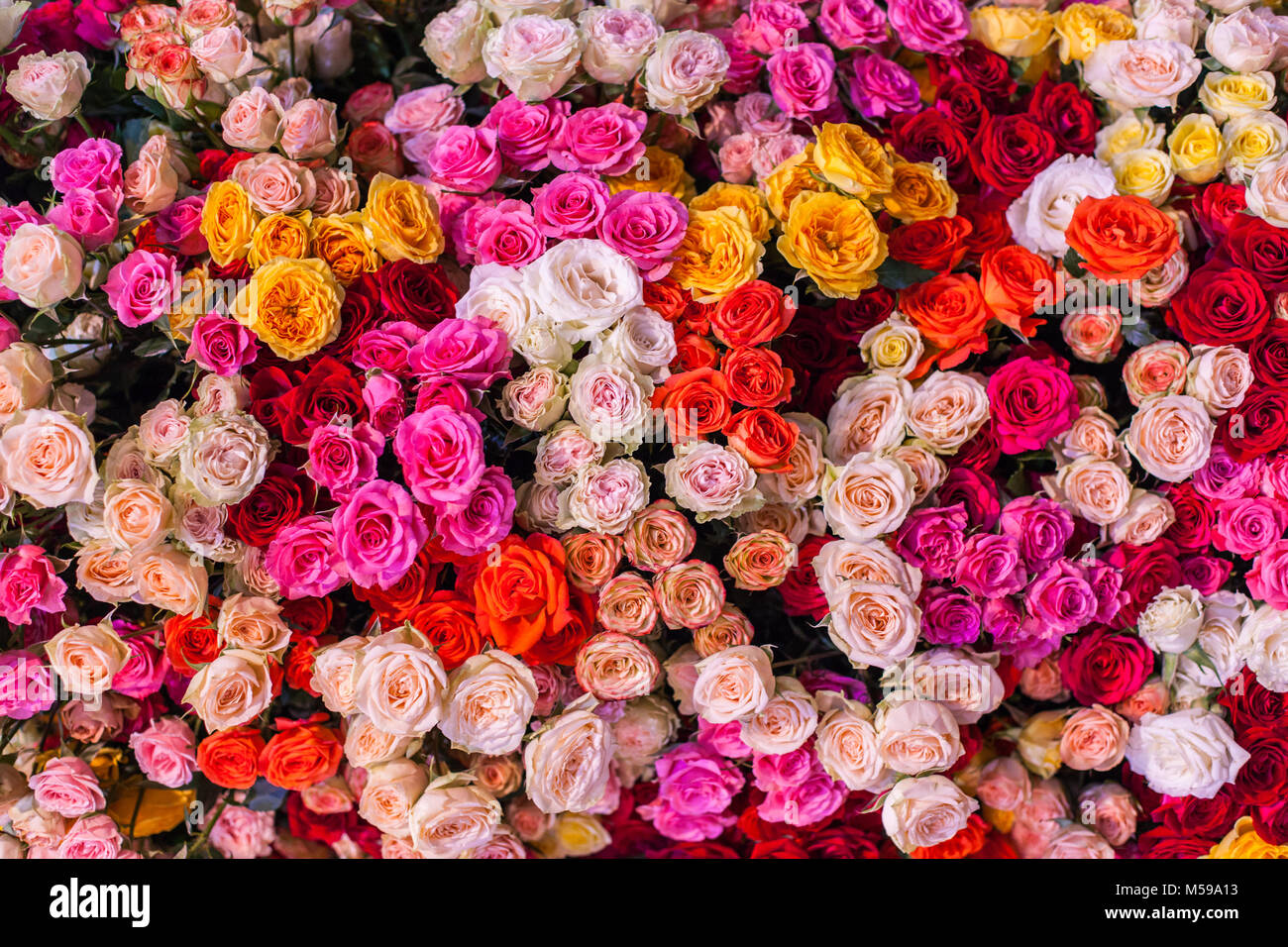 Many small buds of colorful roses close up Stock Photo - Alamy