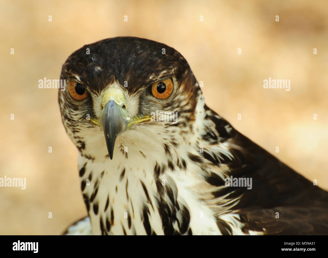 Northern Goshawk Accipiter gentilis head in profile Stock Photo - Alamy