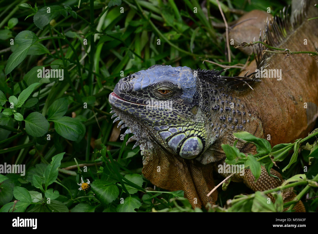 Large iguana in undergrowth Stock Photo - Alamy