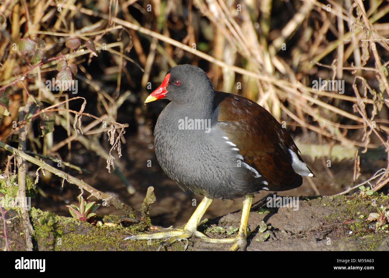 Uk moorhen hi-res stock photography and images - Alamy
