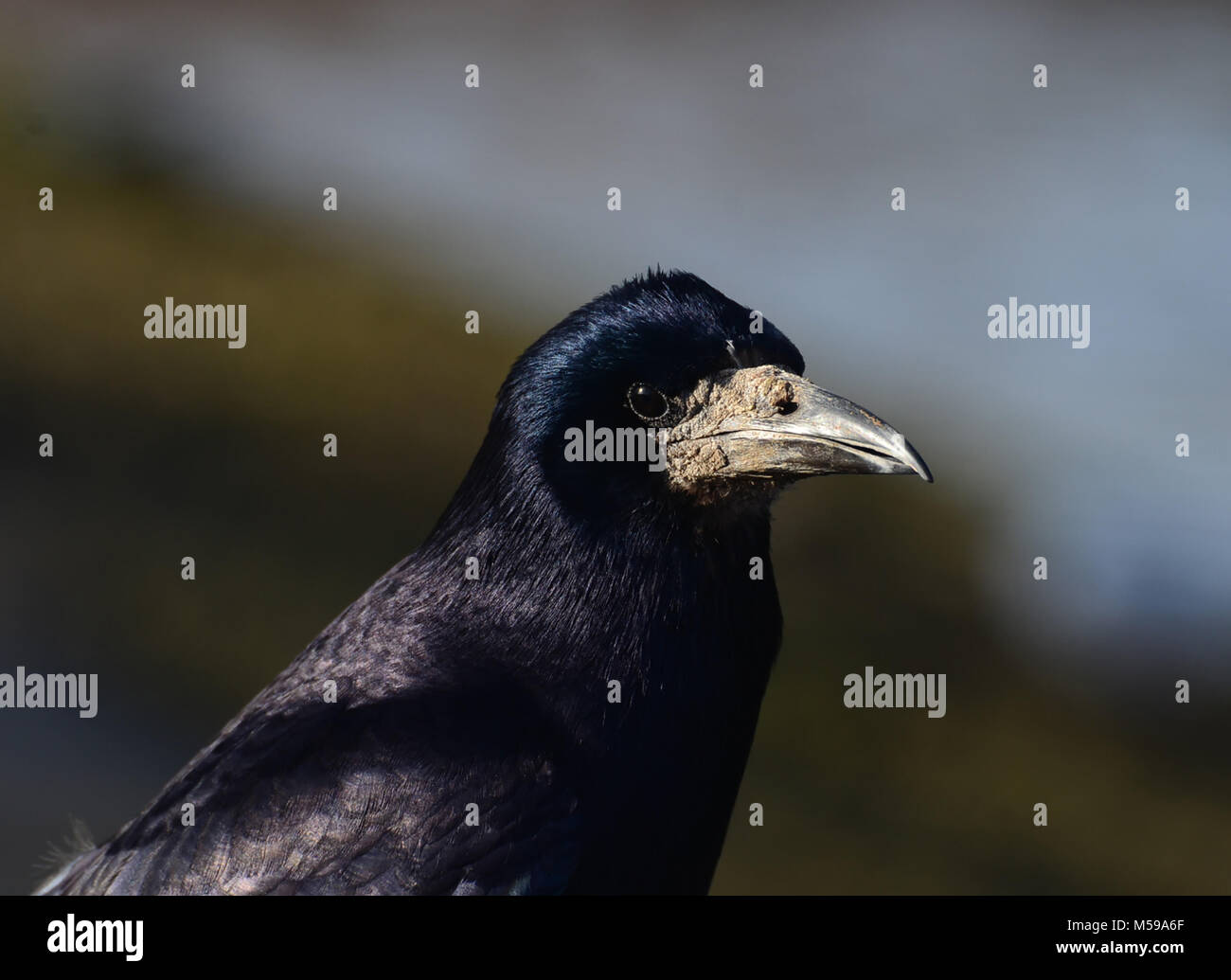 Rook head and face view in sunlight, iridescent feathers Stock Photo ...