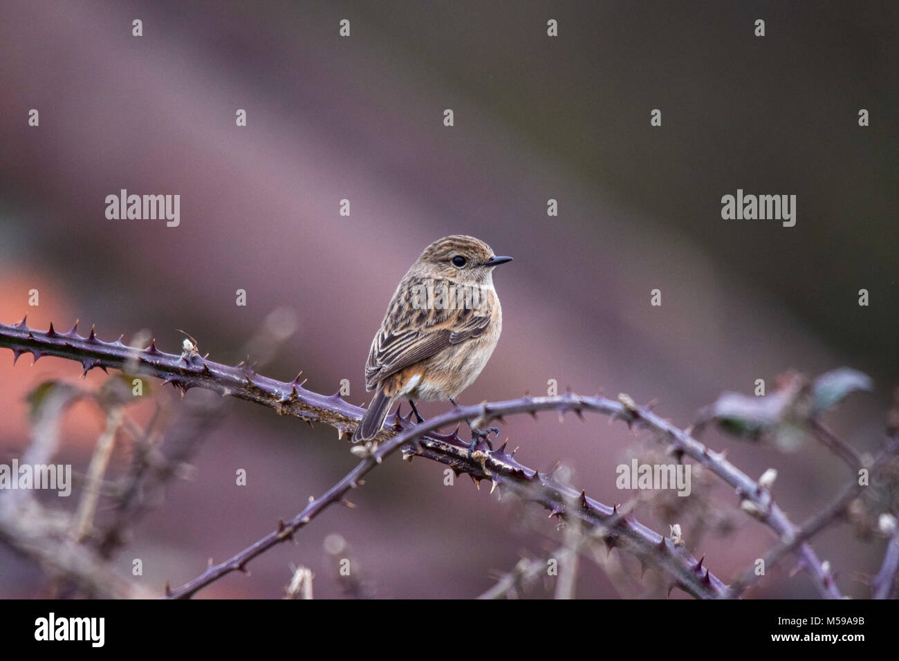 Juvenile stonechat hi-res stock photography and images - Alamy