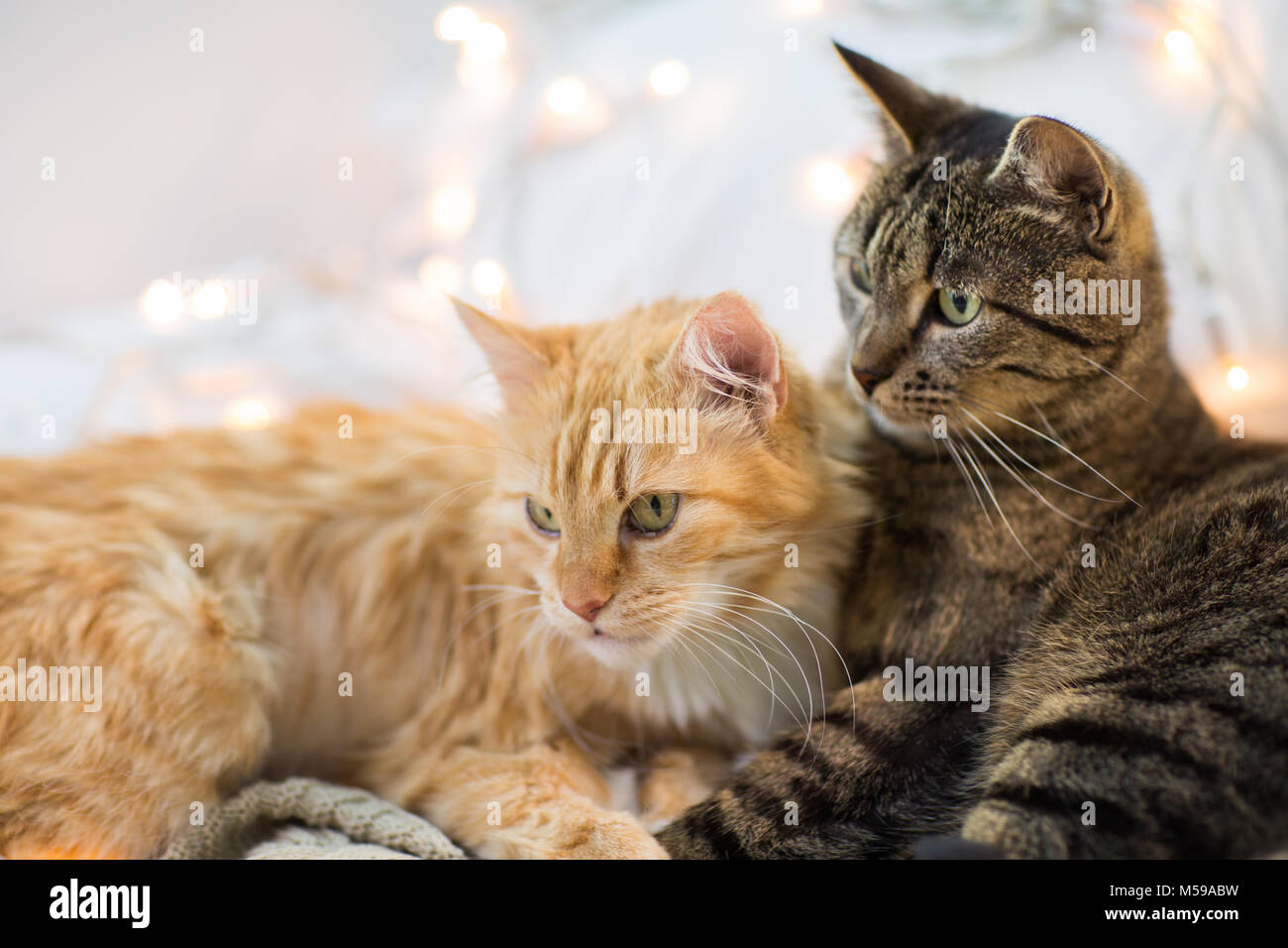two cats lying at home Stock Photo - Alamy