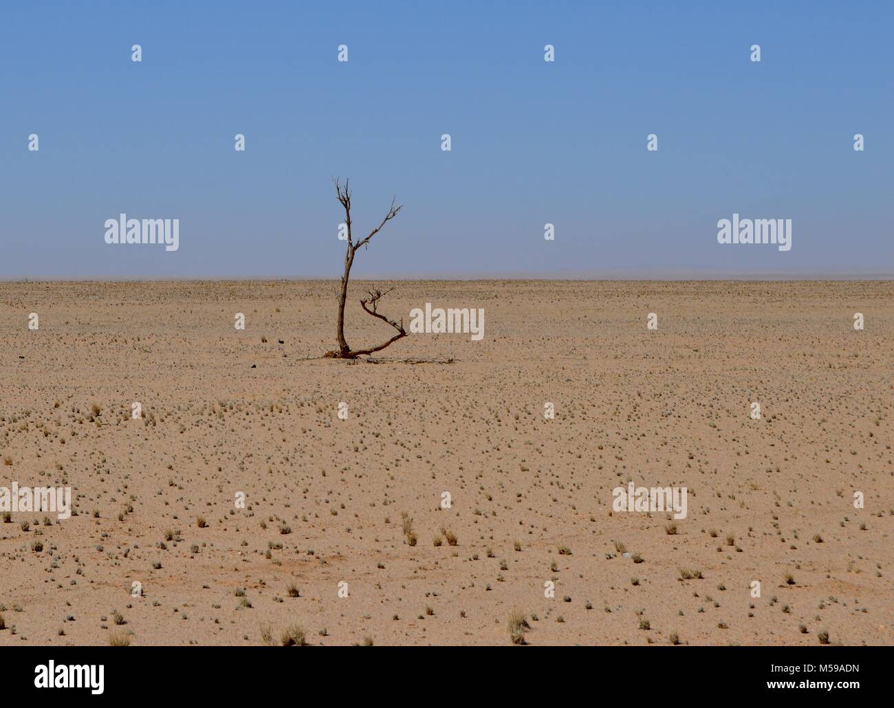 Dead old trunk in desert hi-res stock photography and images - Alamy