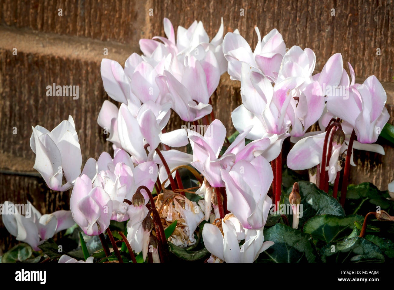 Pink and white cyclamen with a dead head in a garden border against the ...