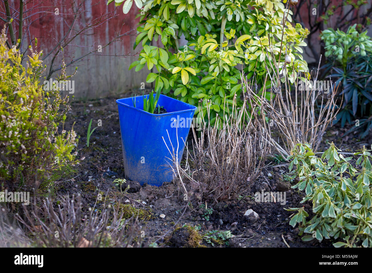 Deep, blue plastic plant pot with young daffodil shoots growing placed ...