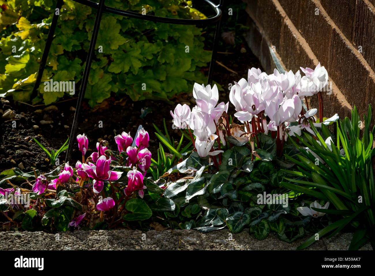 Pink and white cyclamen with a dead head in a garden border against the ...