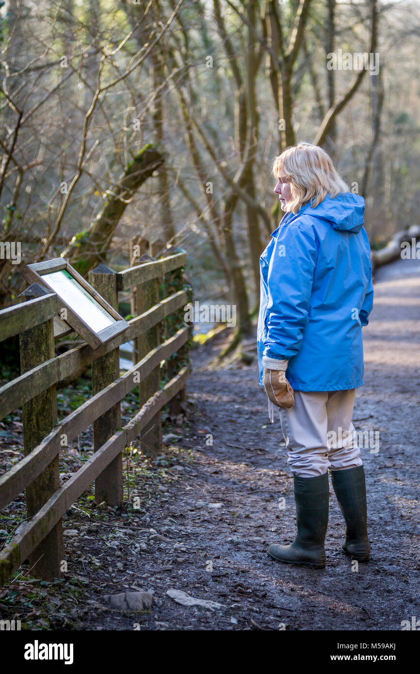 Mature lady reading the information noticeboard along one of the trails ...