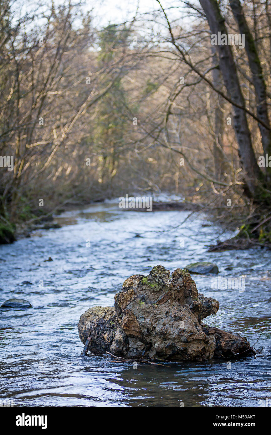 Fallen tree stump lying in the middle of the River Alyn in the Alyn ...
