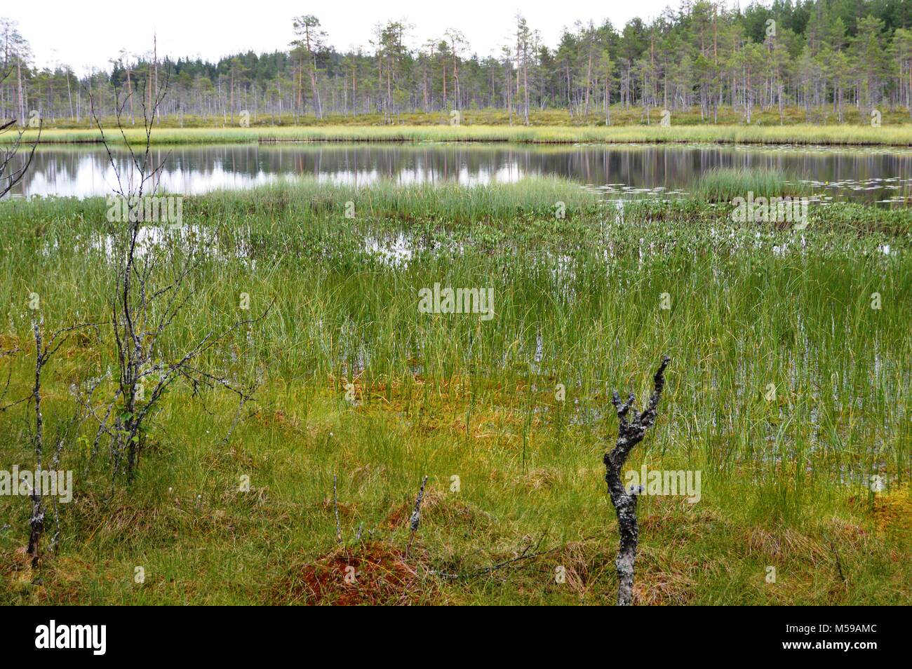 Swedish swamp landscape Stock Photo - Alamy