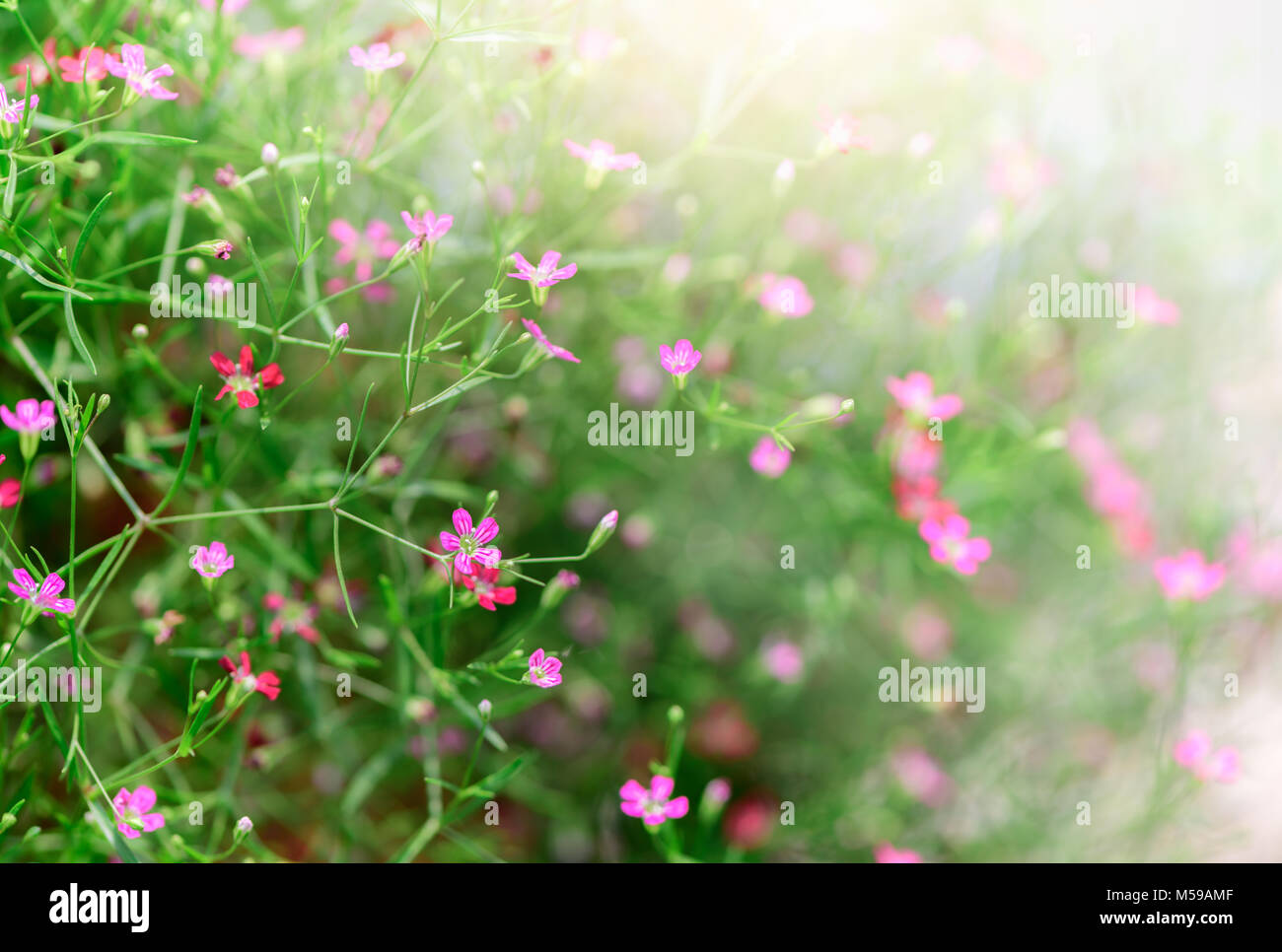 Pink gypsophila hi-res stock photography and images - Alamy