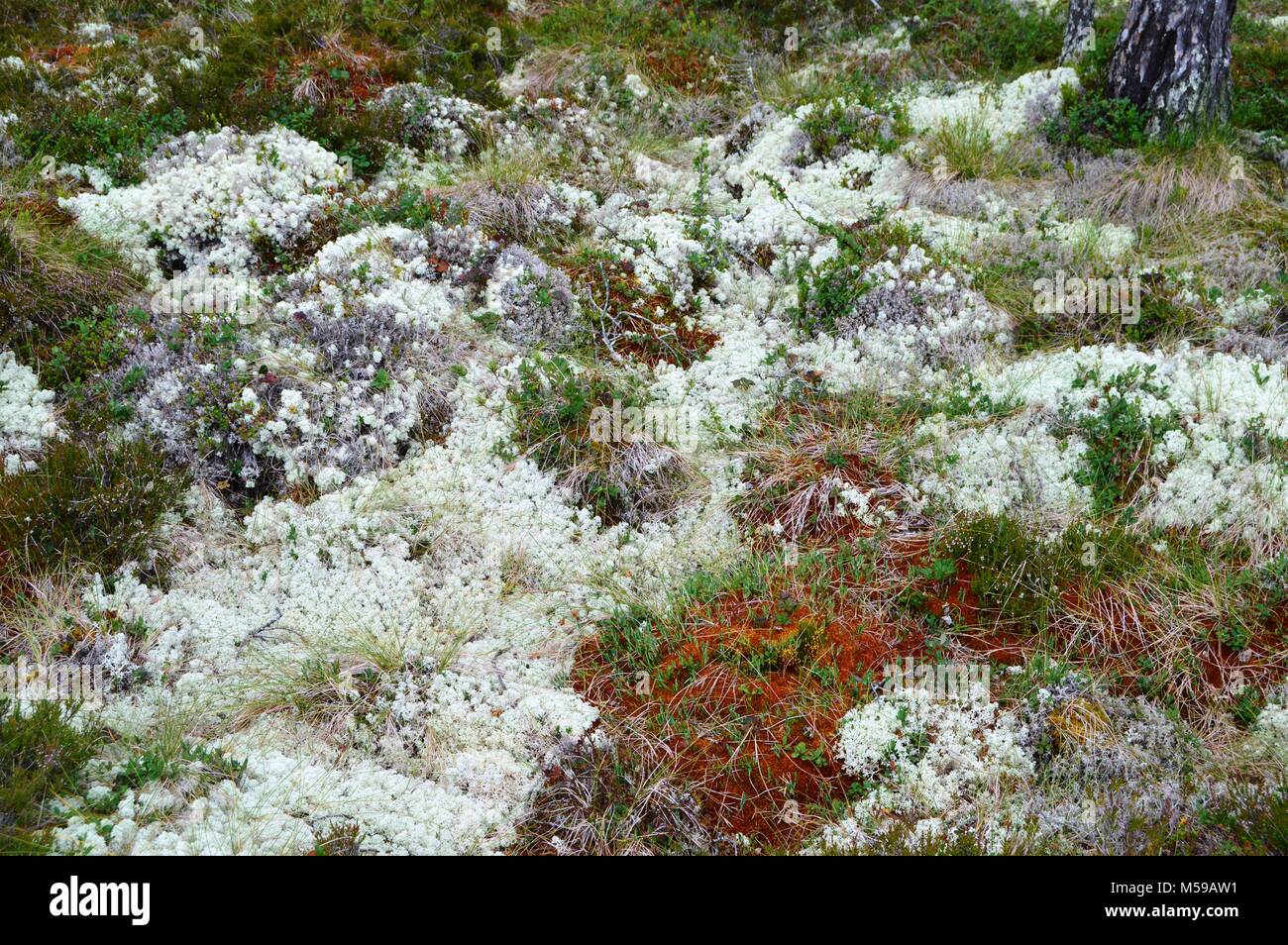 White moss-covered woodland Stock Photo - Alamy
