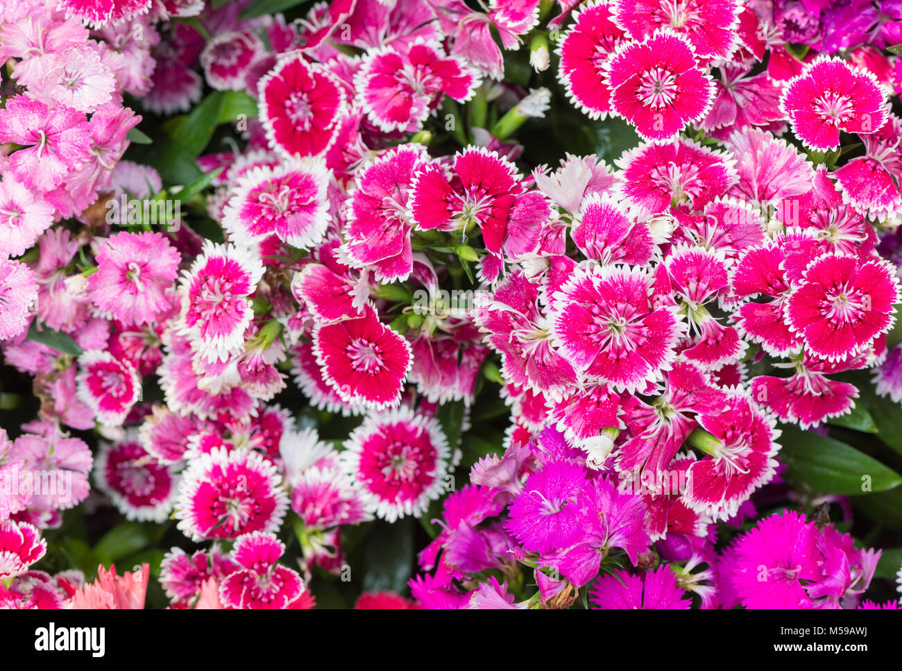 Dianthus chinensis china pink flowers hi-res stock photography and ...