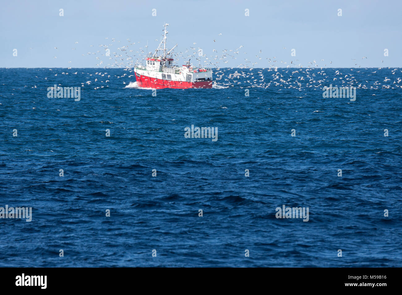 flock of seagulls chasing a trawler fishing for cod at Andenes in ...