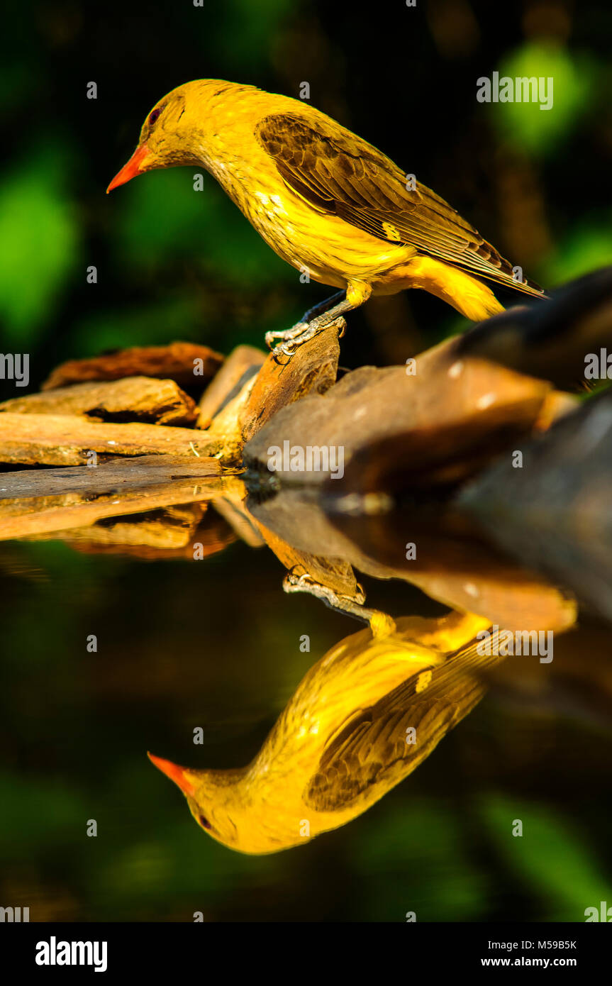 Golden Oriole (Oriolus oriolus Stock Photo - Alamy