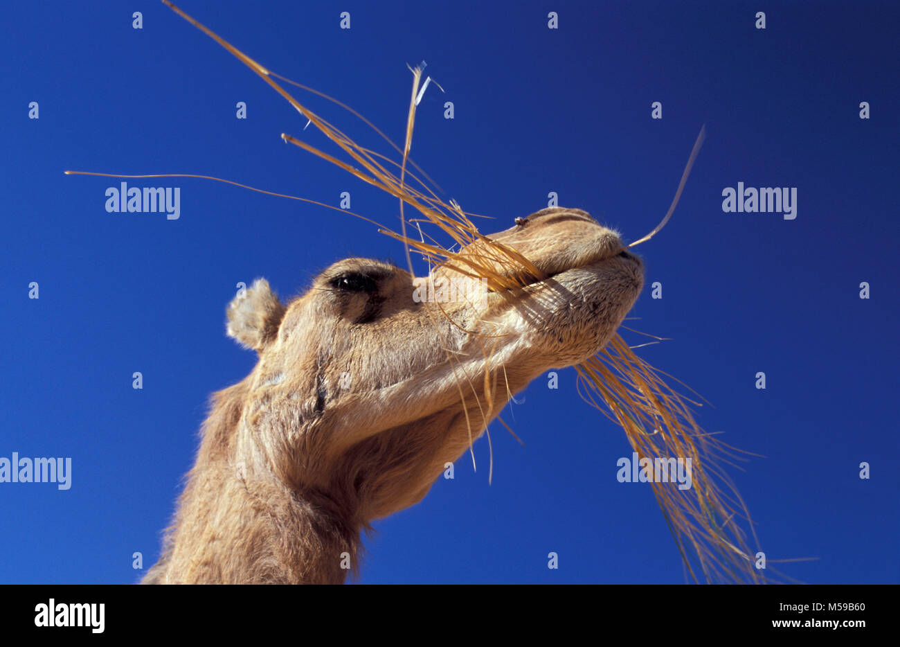 Libya. Near Ghat. Sahara desert. Akakus (Acacus) National Park. Camel ...