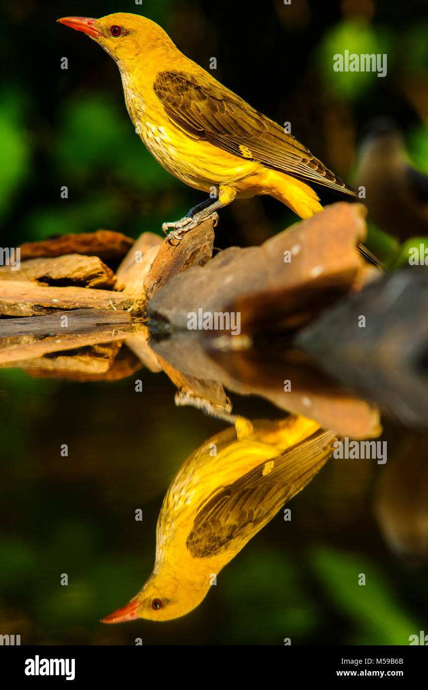 Golden Oriole (Oriolus oriolus Stock Photo - Alamy