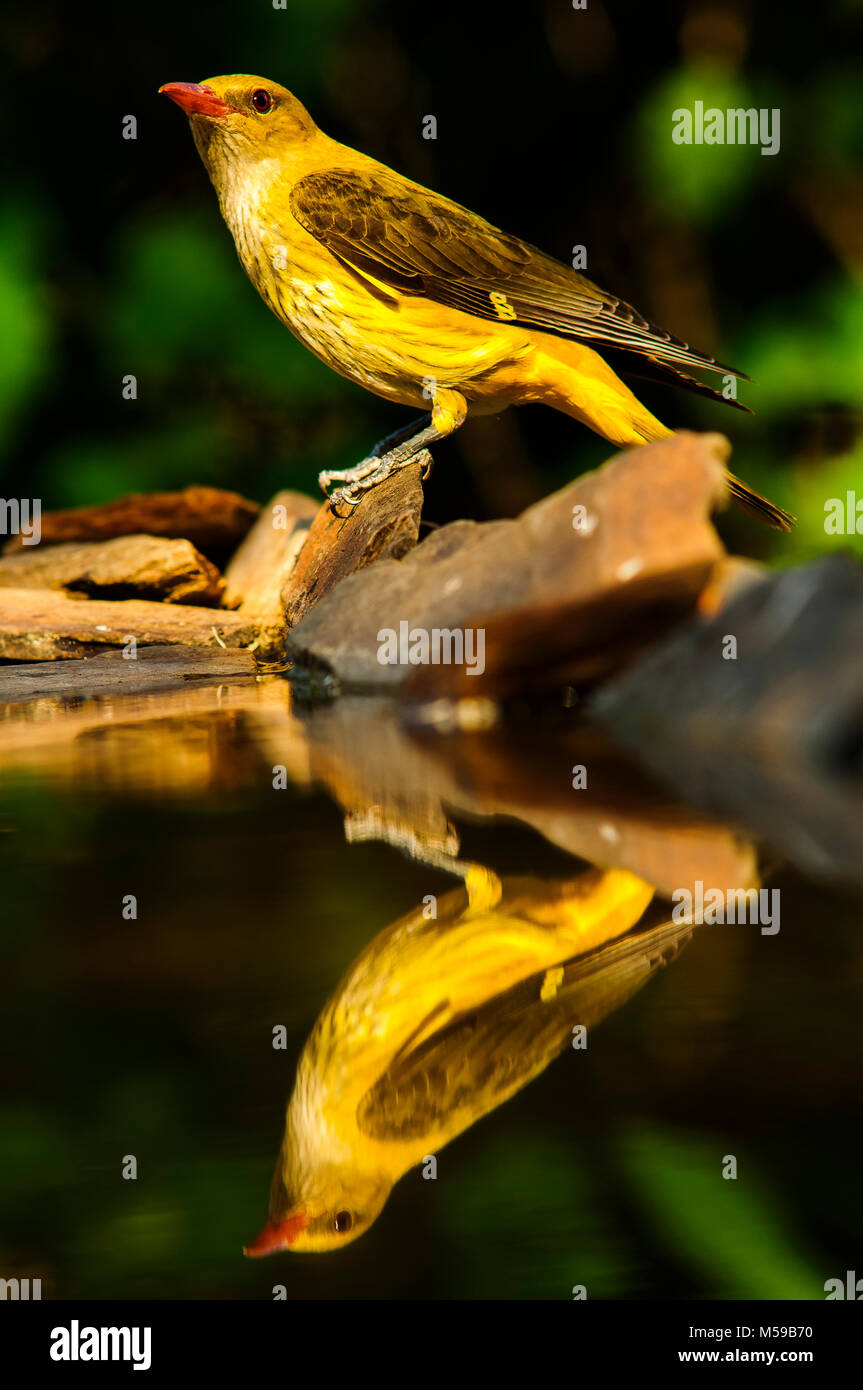Golden Oriole (Oriolus oriolus Stock Photo - Alamy