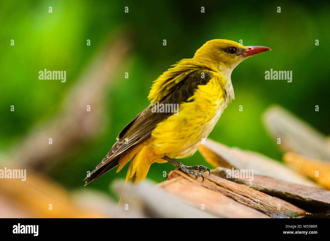 Golden Oriole (Oriolus oriolus) perched. Summertime Spain Stock Photo ...