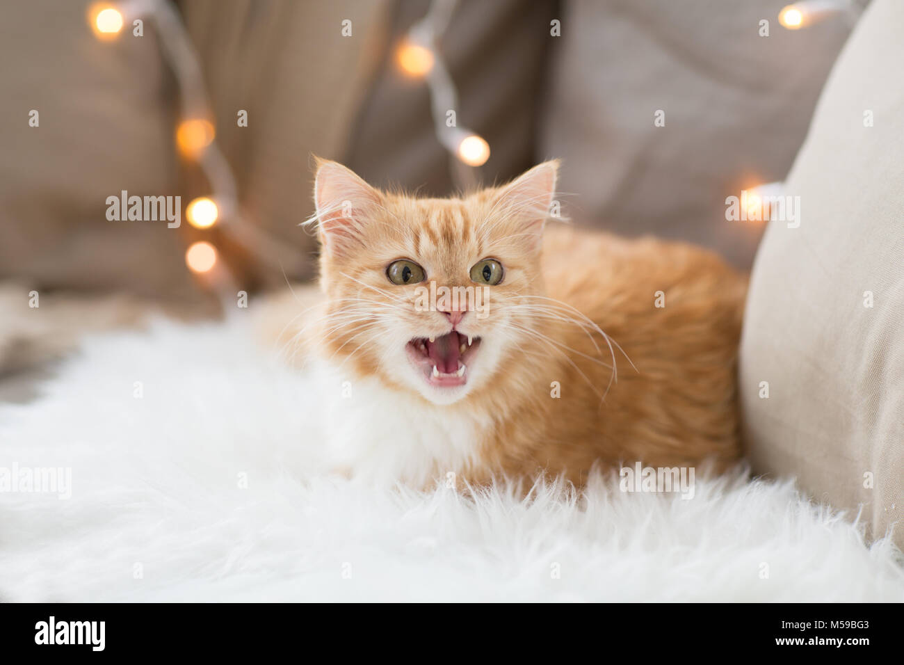 Mewing cat hi-res stock photography and images - Alamy