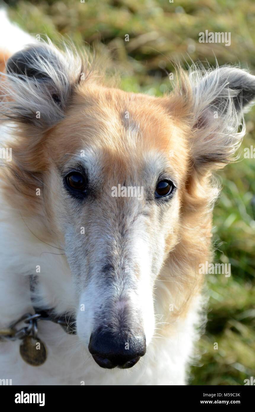 Closeup of a Borzoi dog's face in direct front view Stock Photo - Alamy