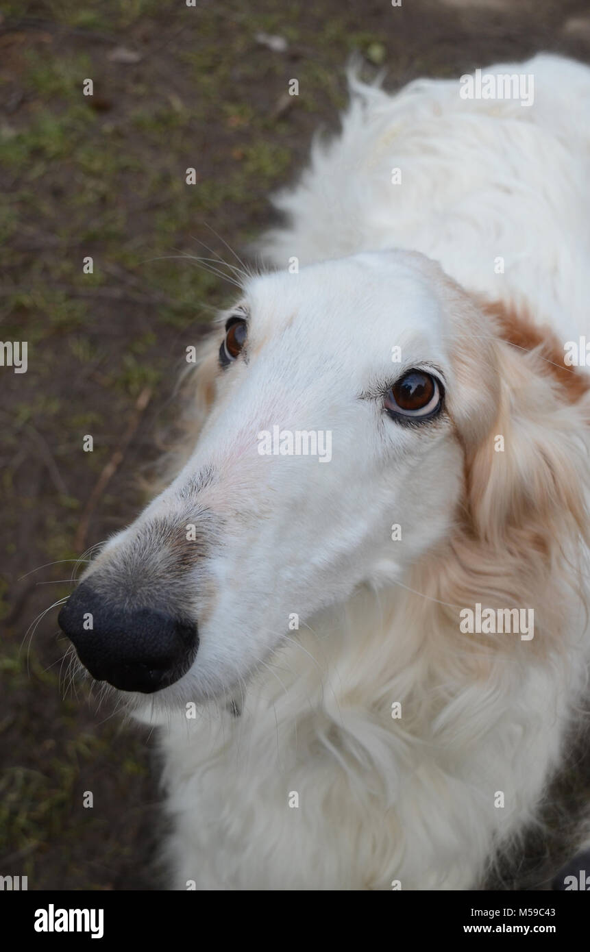 Closeup of a Borzoi dog's face in direct front view Stock Photo - Alamy