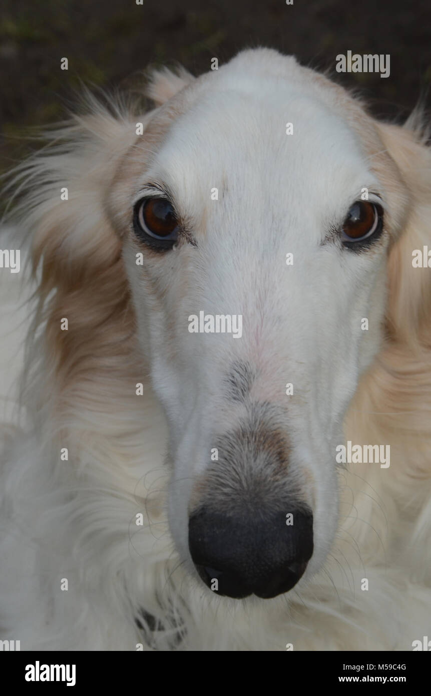 Closeup of a Borzoi dog's face in direct front view Stock Photo - Alamy