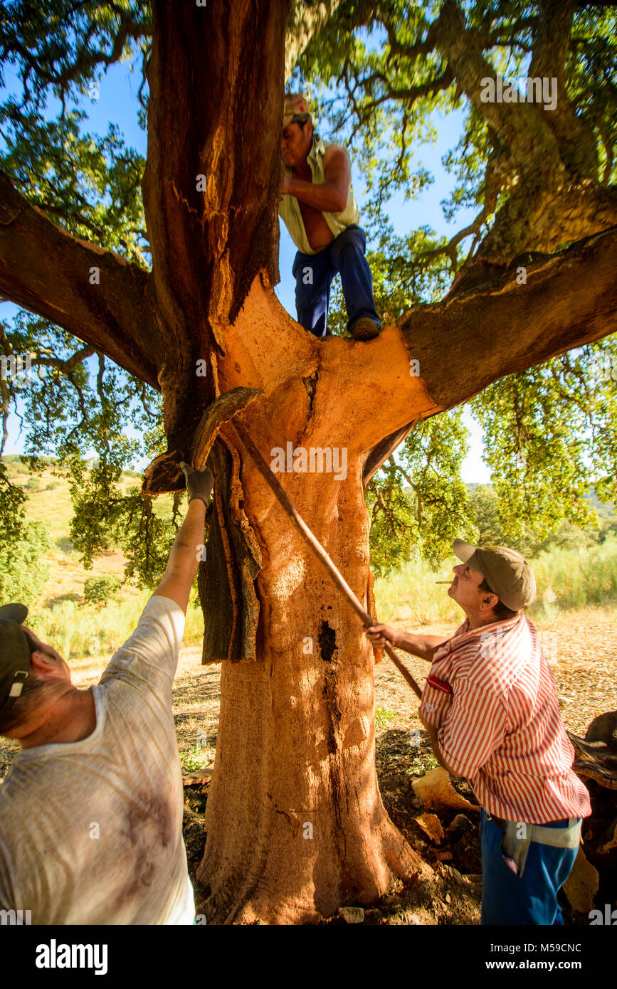 Cork workers, taking out the cortex of the corks. After that we can use ...
