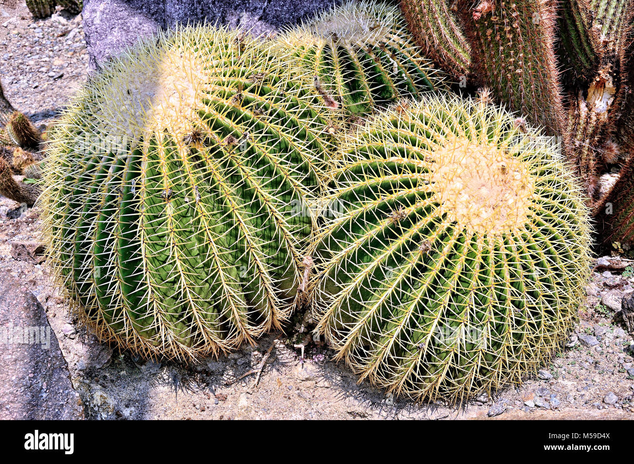 Echinocactus grusonii hi-res stock photography and images - Alamy
